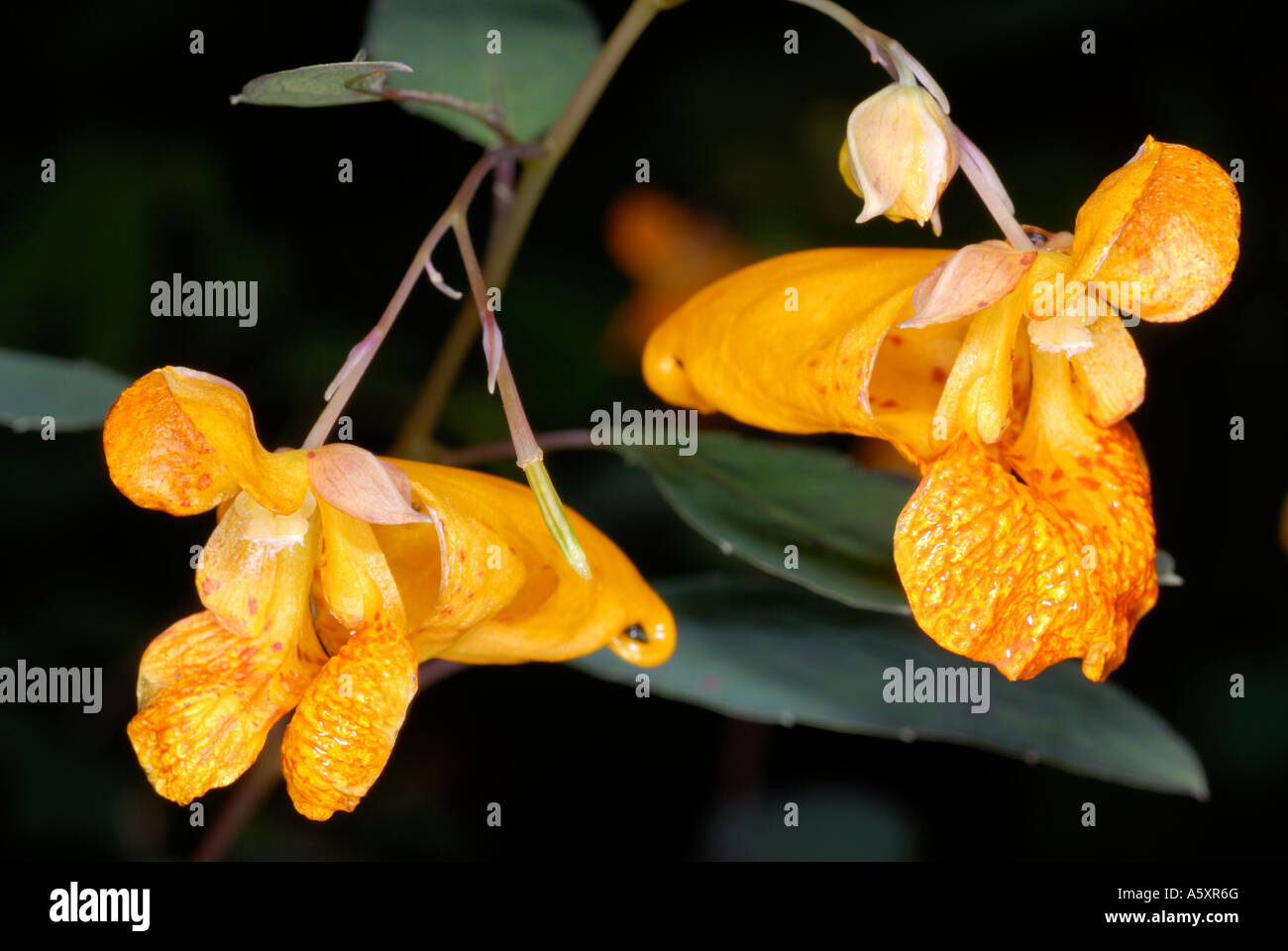 spotted touch me not flowers Impatiens capensis Stock Photo - Alamy
