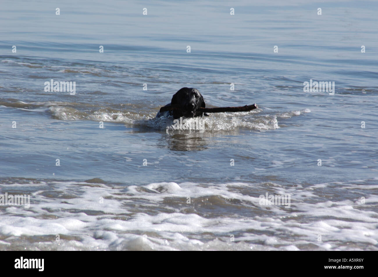 Black Labrador Retriever Stock Photo - Alamy