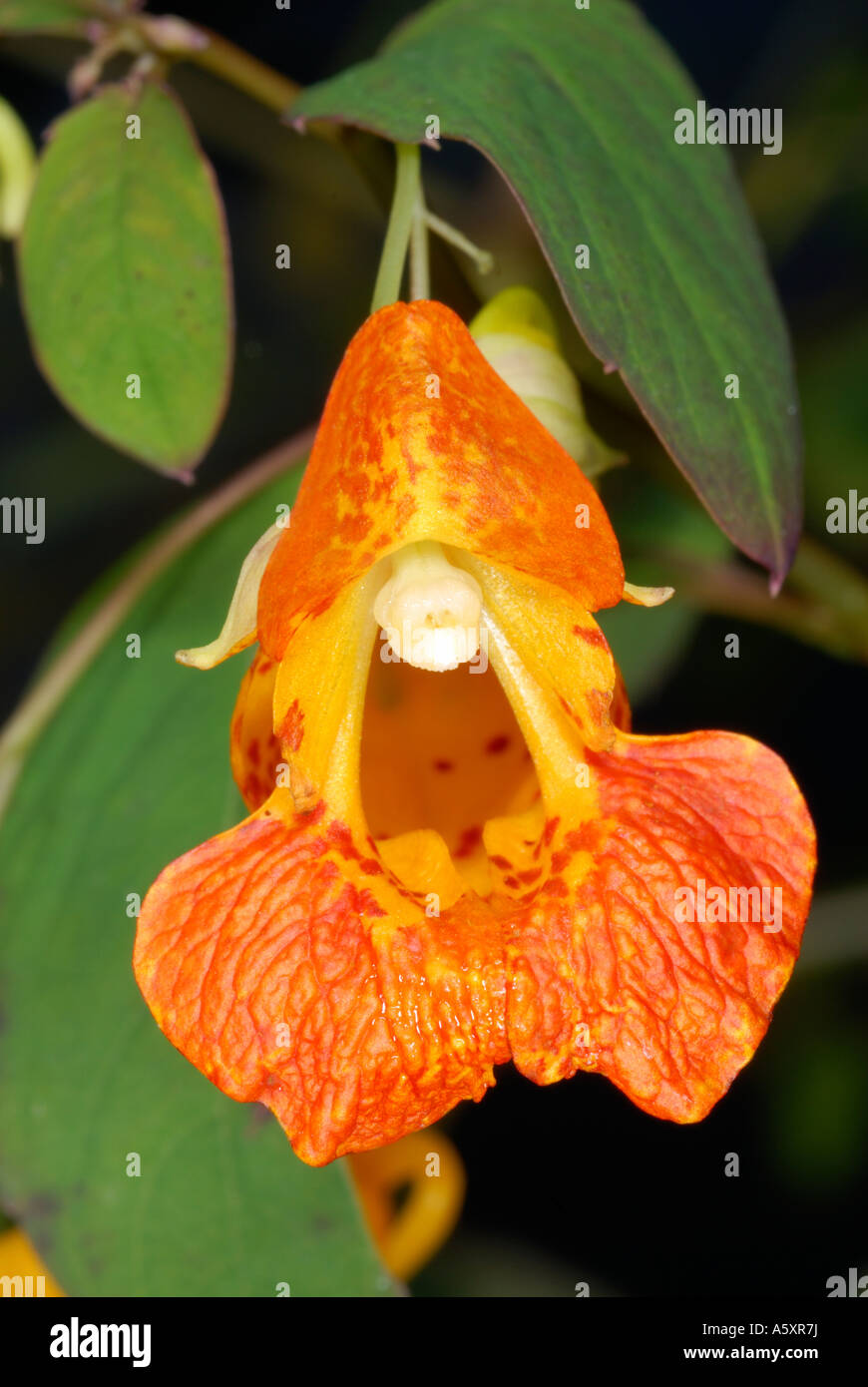 spotted touch me not flower Impatiens capensis Stock Photo - Alamy