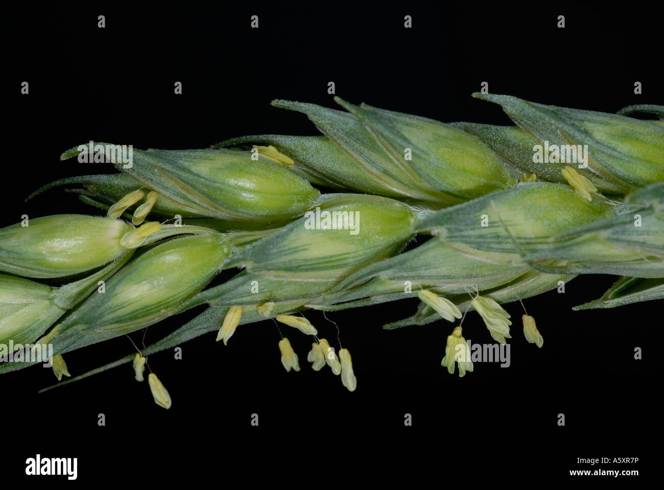 Anthesis hi-res stock photography and images - Alamy