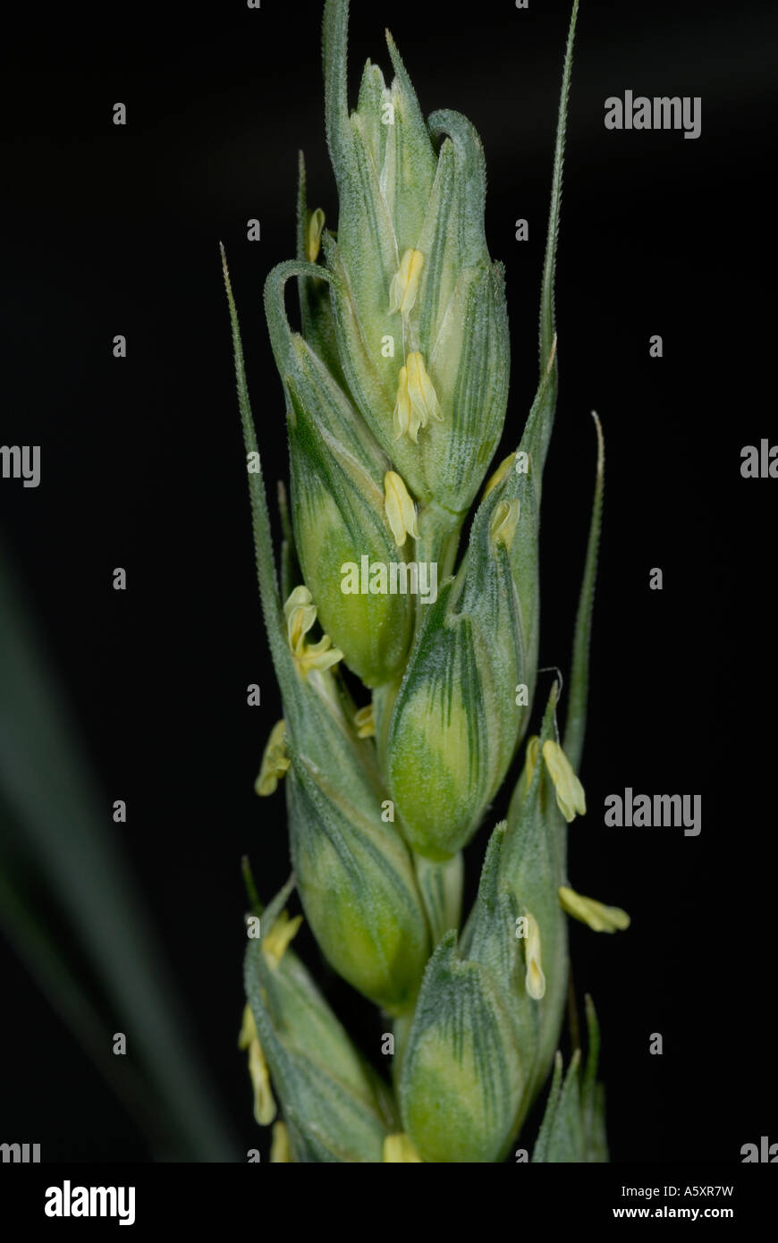 Flowers of wheat at anthesis showing stamens Stock Photo - Alamy