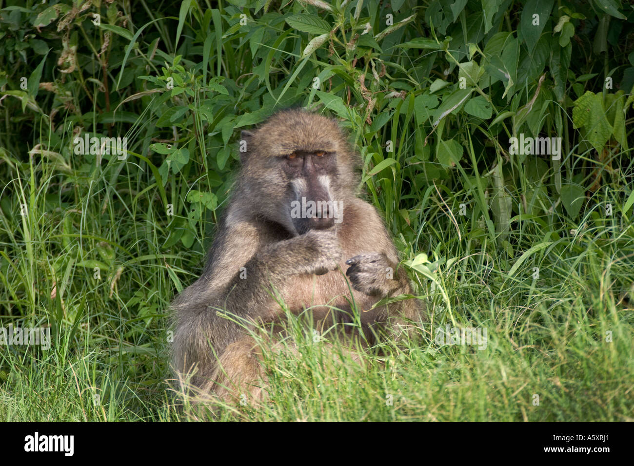Strong baboon hi-res stock photography and images - Alamy
