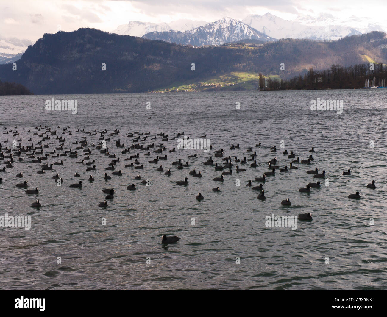 Lake Lucerne, birds Stock Photo - Alamy