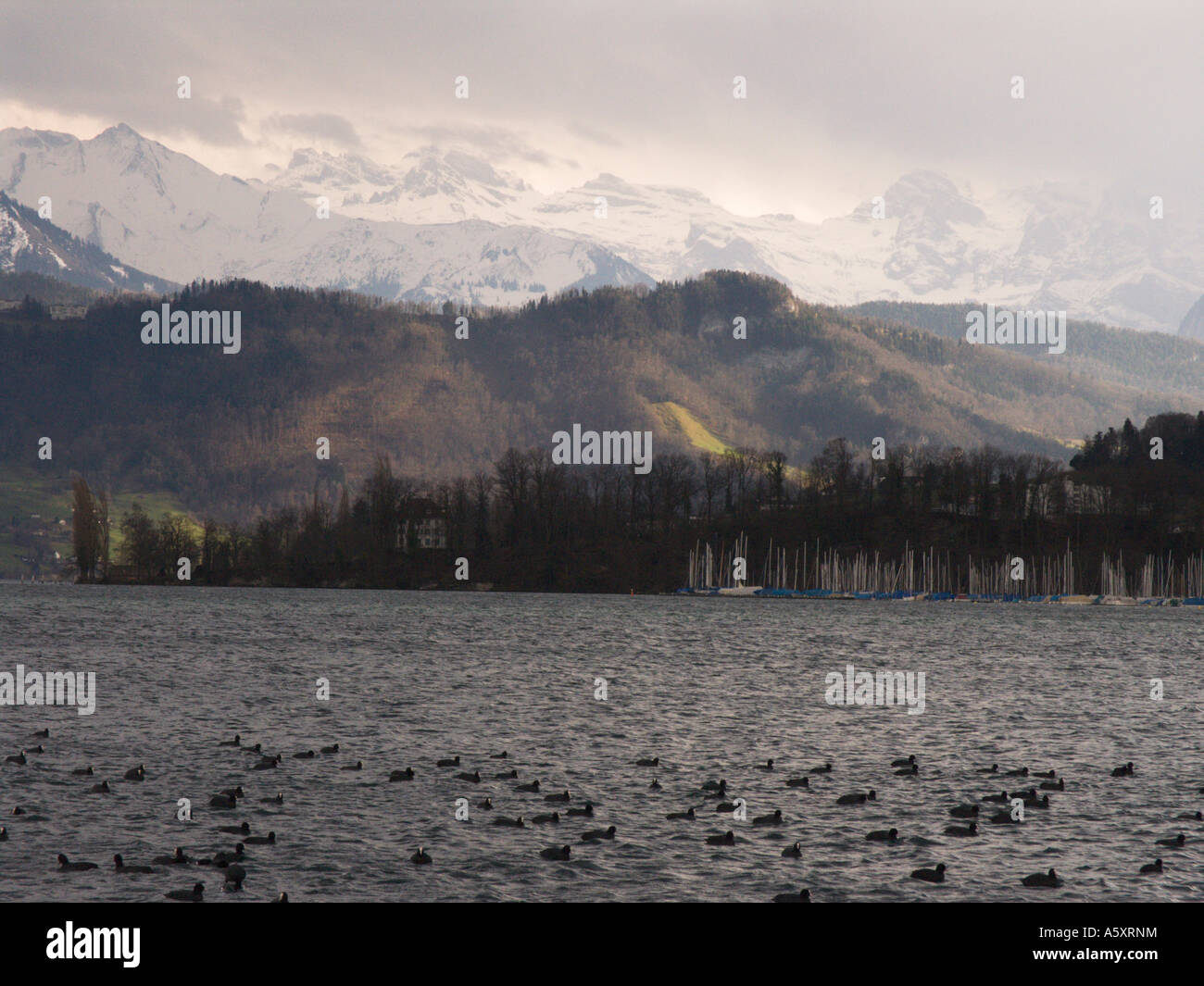Lake Lucerne, birds darker Stock Photo - Alamy