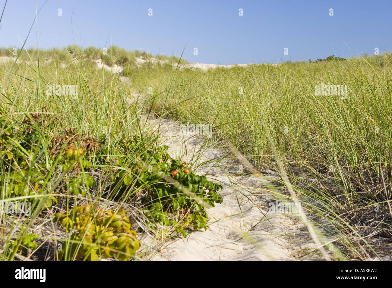 Sandy path across tall grass that leads to the beach on Cape Cod ...