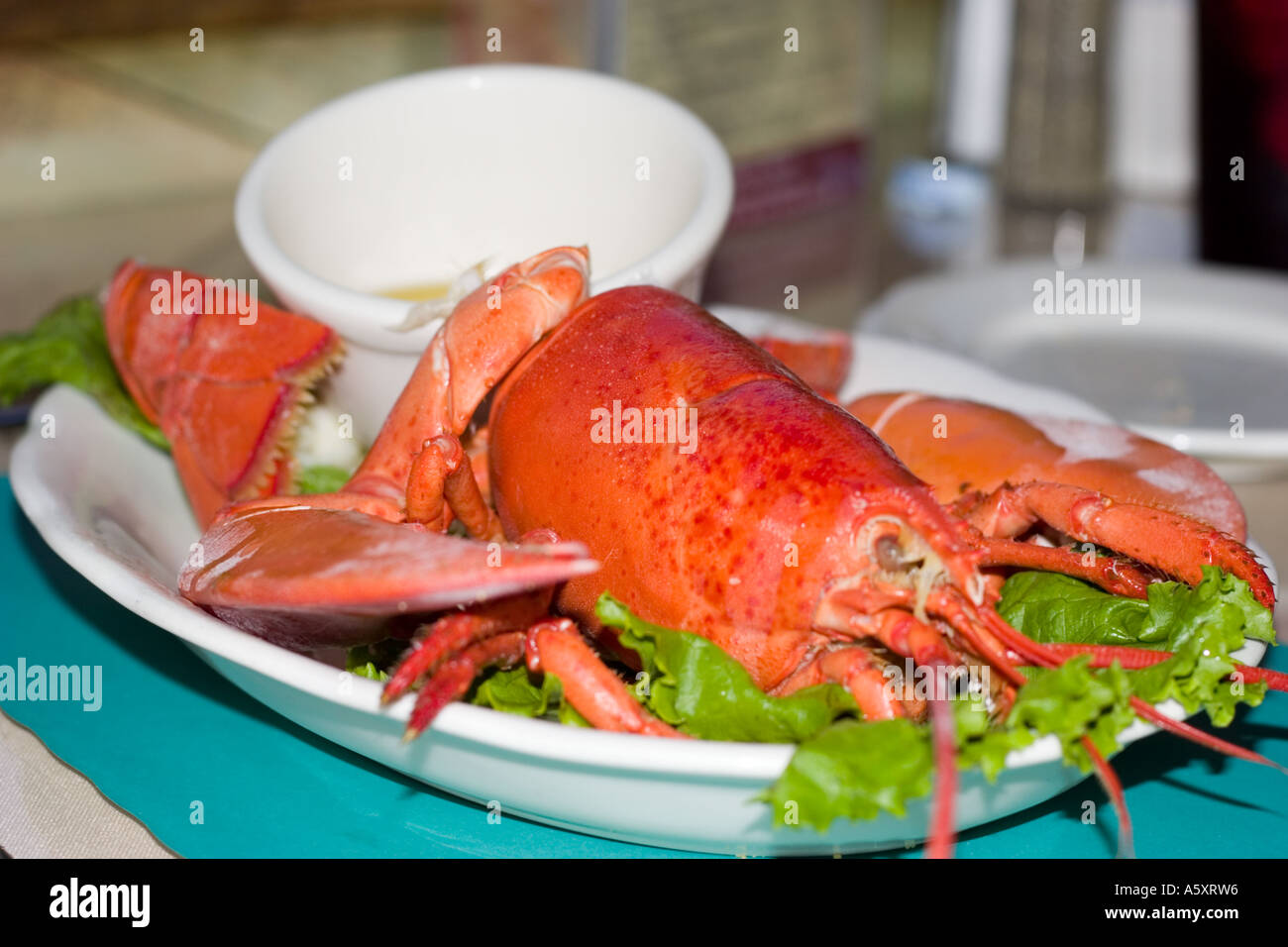 traditional Cape Cod lobster dinner served in a seafood reasturant ...