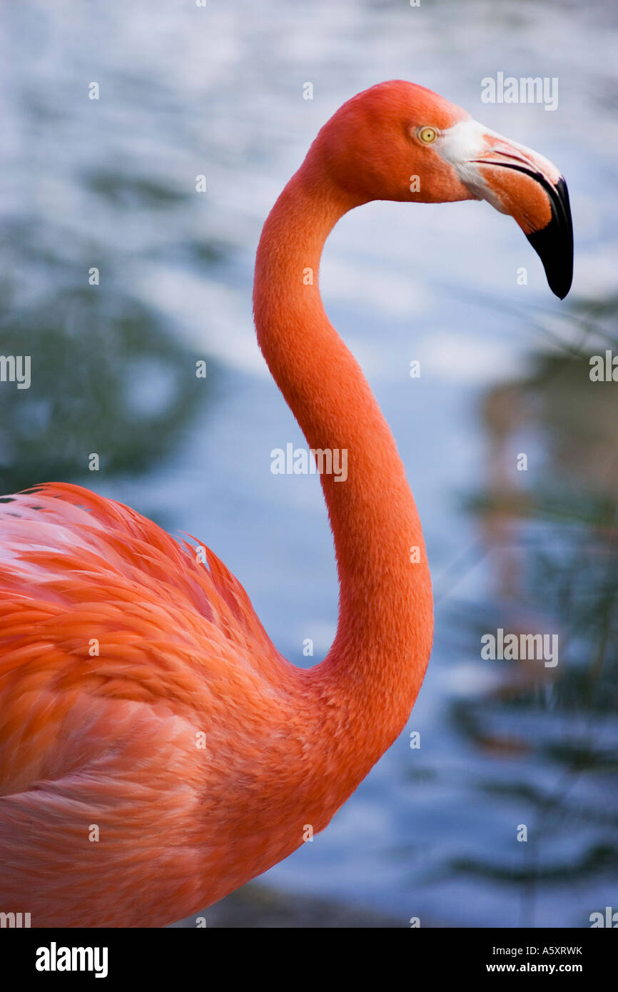 pink flamingo captive Stock Photo - Alamy