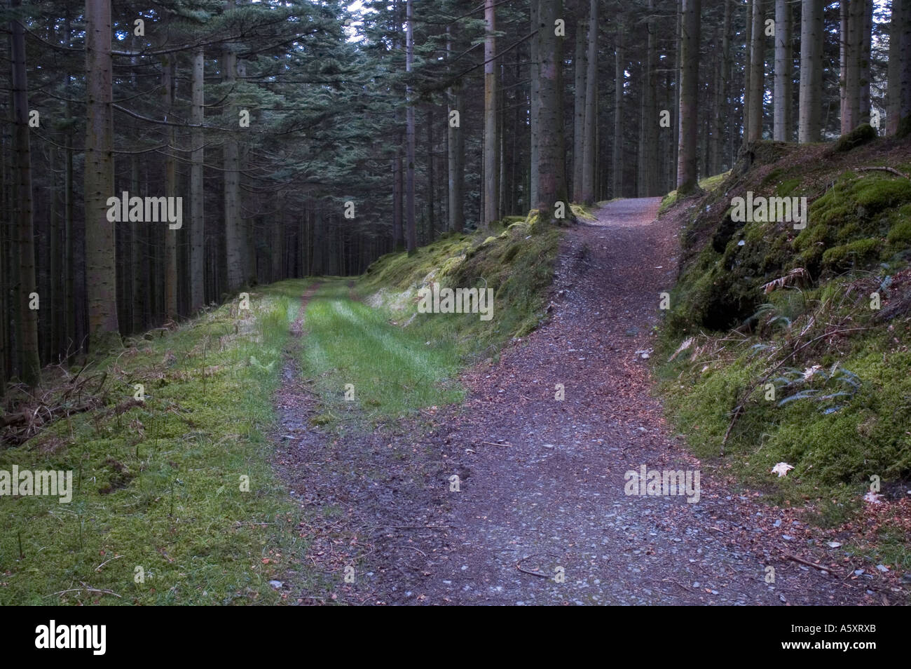 junction in forest footpath Stock Photo - Alamy