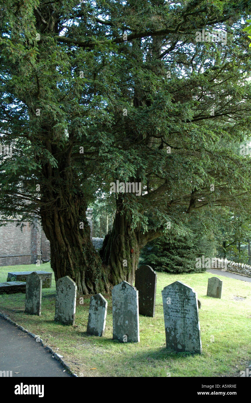 Yew Tree in graveyard surrounded by headstones Stock Photo - Alamy