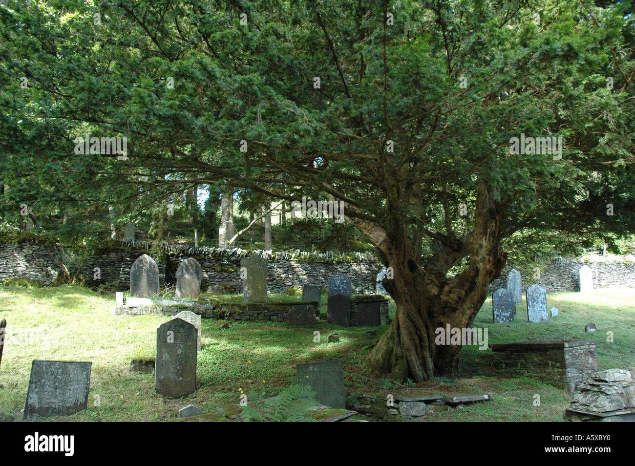 Yew Tree in graveyard surrounded by headstones Stock Photo - Alamy