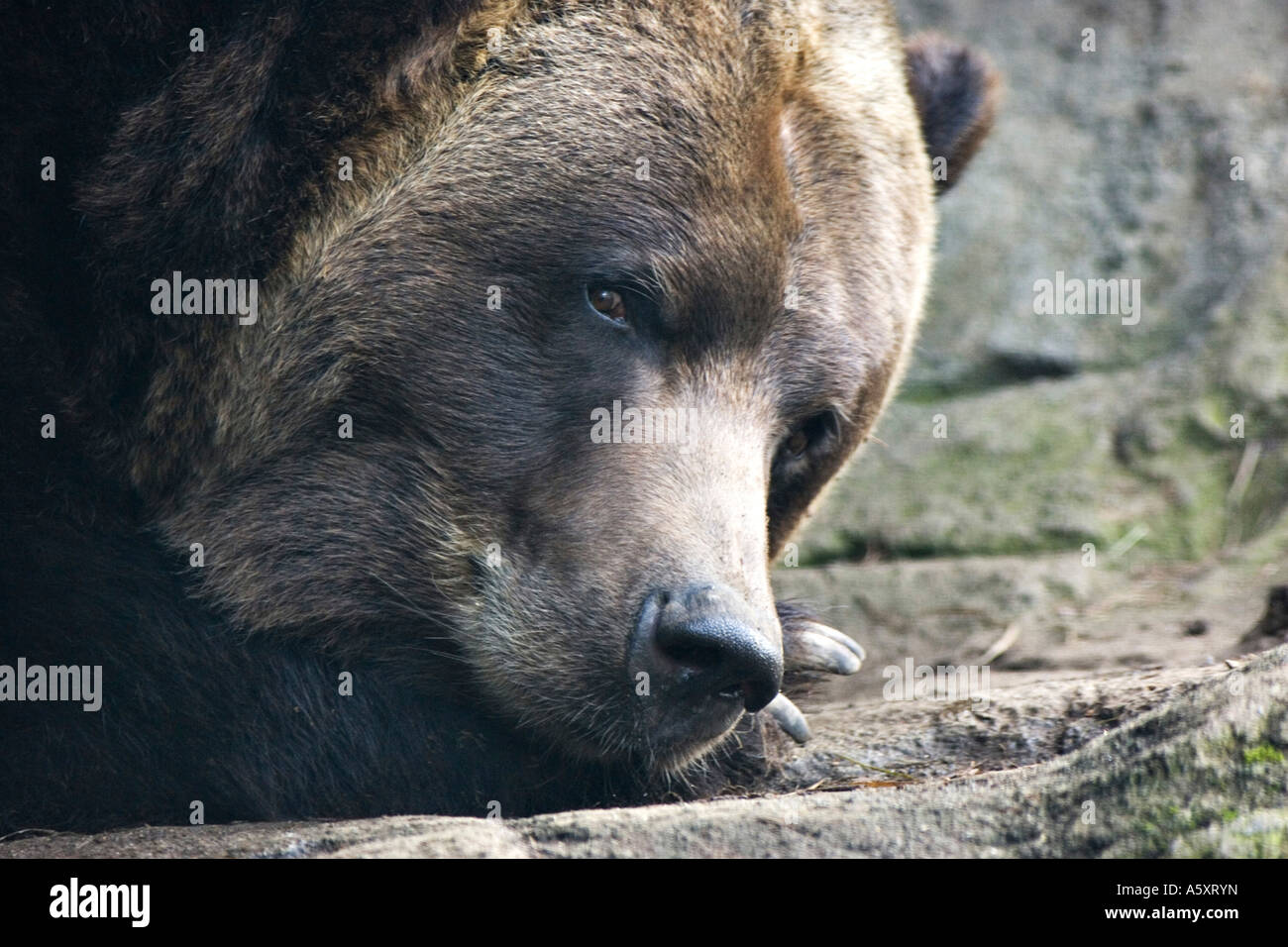 brown grizzly bear resting captive Stock Photo - Alamy