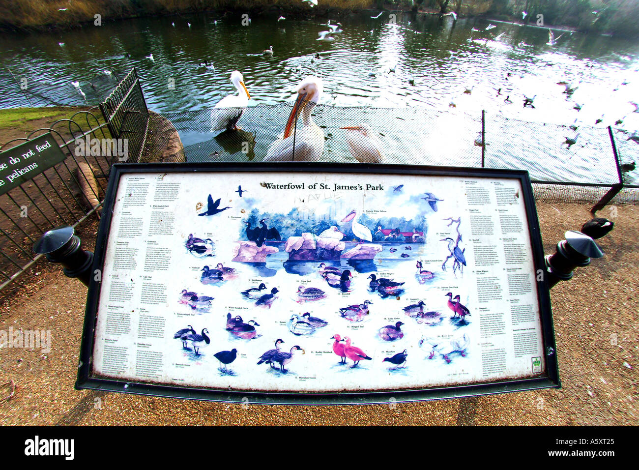 Saint James s park wildfowl birds Stock Photo - Alamy