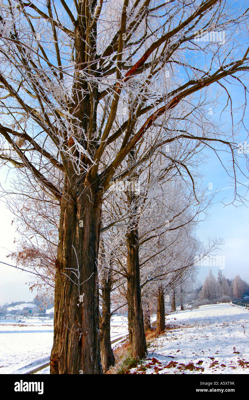Snow on Trees Stock Photo - Alamy