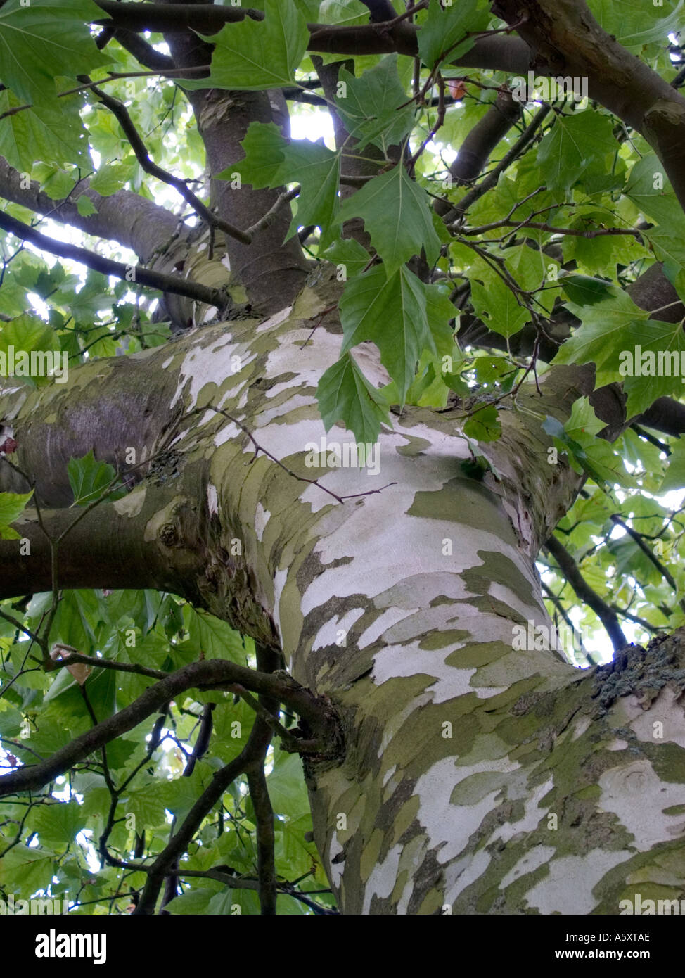 Platanus hispanica hi-res stock photography and images - Alamy