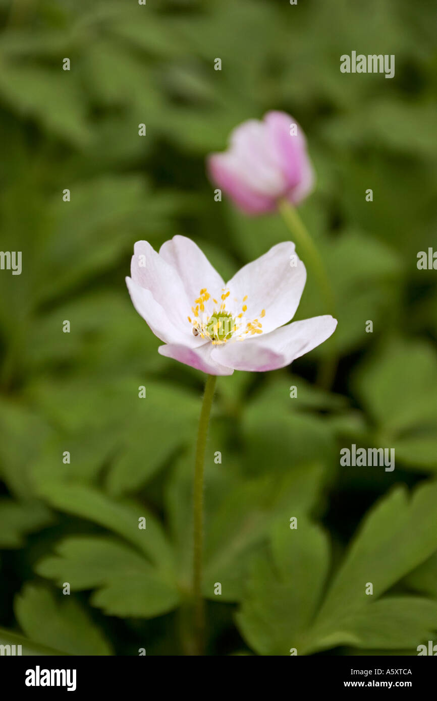 Wood Anenome flower in Spring Stock Photo - Alamy