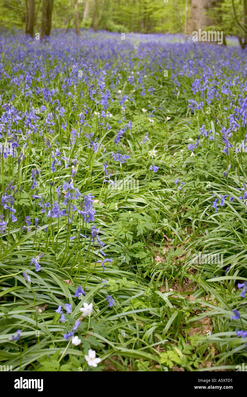 Carpet of Bluebells in wood in Sussex Stock Photo - Alamy
