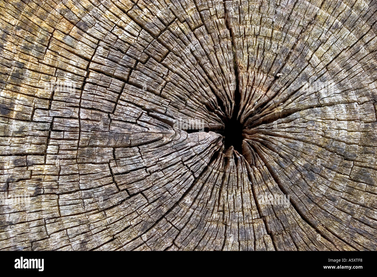 distressed tree rings Stock Photo - Alamy