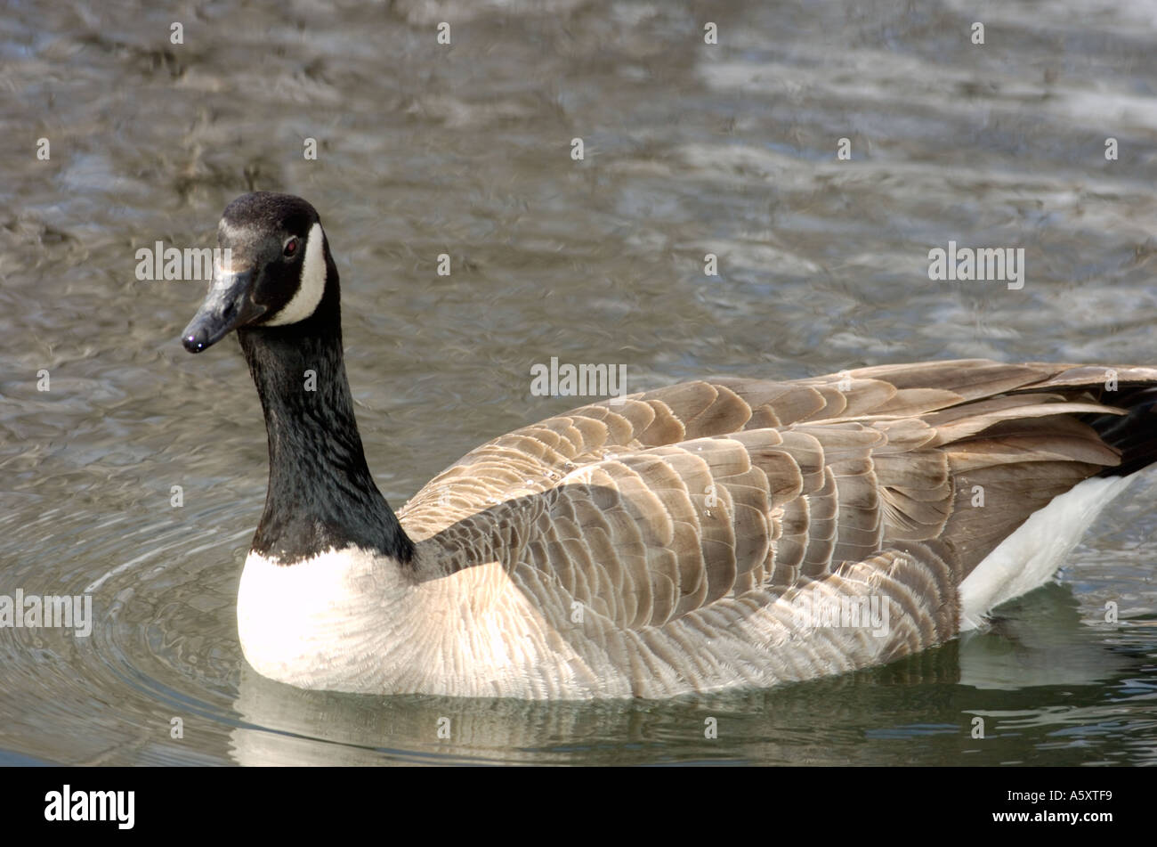 Goose swimming in water photographed at local aviary in Salt Lake City ...