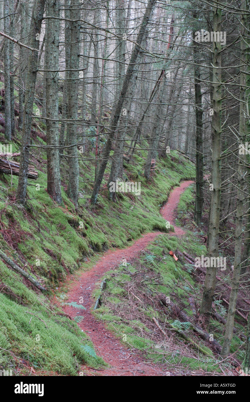 Hafod forest wales hi-res stock photography and images - Alamy