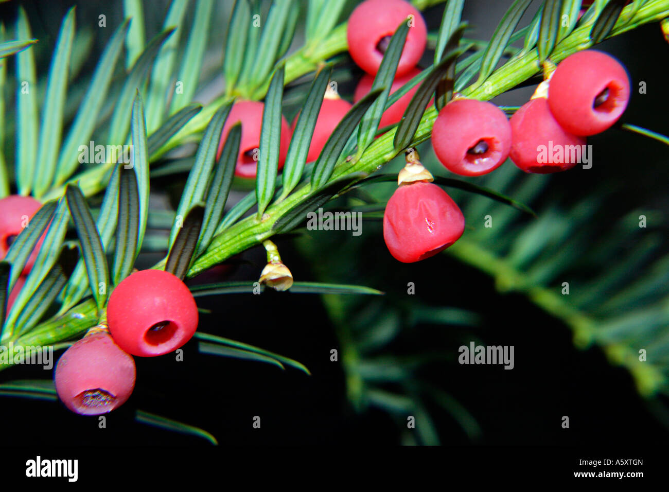 Berries of yew tree (Taxus Baccata Stock Photo - Alamy