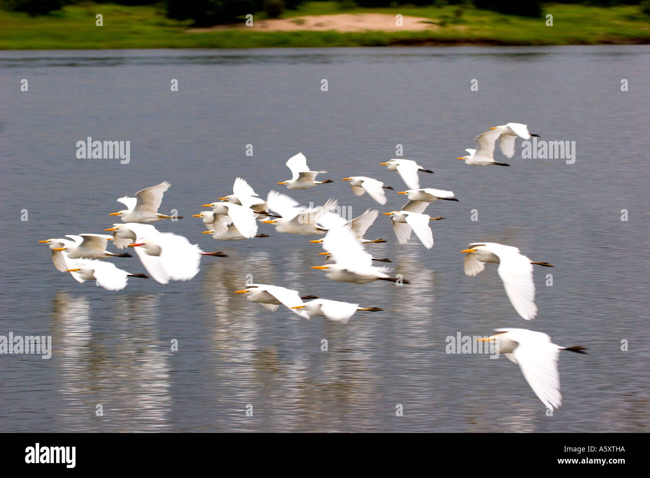 Cattle egrets flying africa hi-res stock photography and images - Alamy