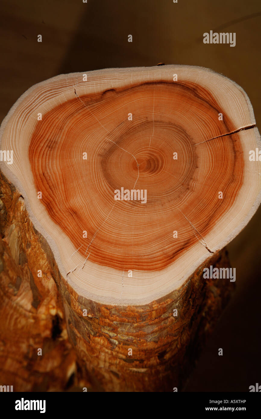 Cross section conifer trunk hi-res stock photography and images - Alamy