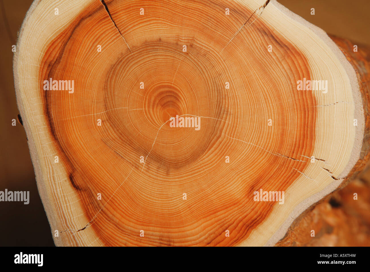 Cross section tree yew hi-res stock photography and images - Alamy