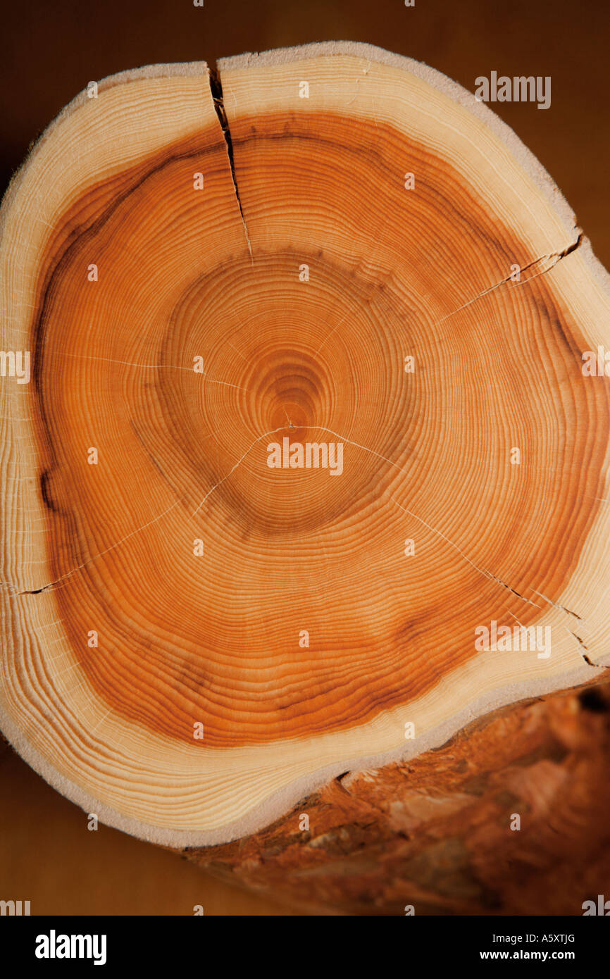 Cros section of conifer yew tree. Taxus Baccata The tree was ca 130 ...