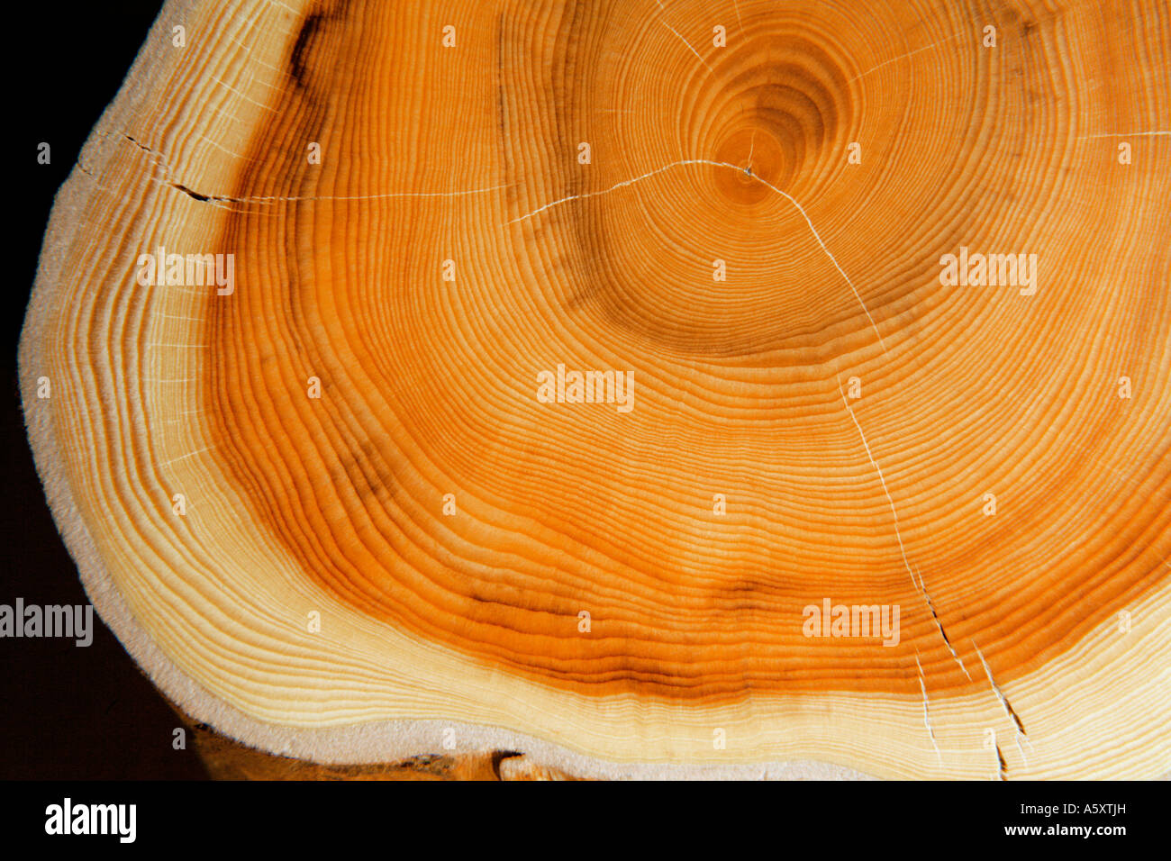 Cross section tree yew hi-res stock photography and images - Alamy