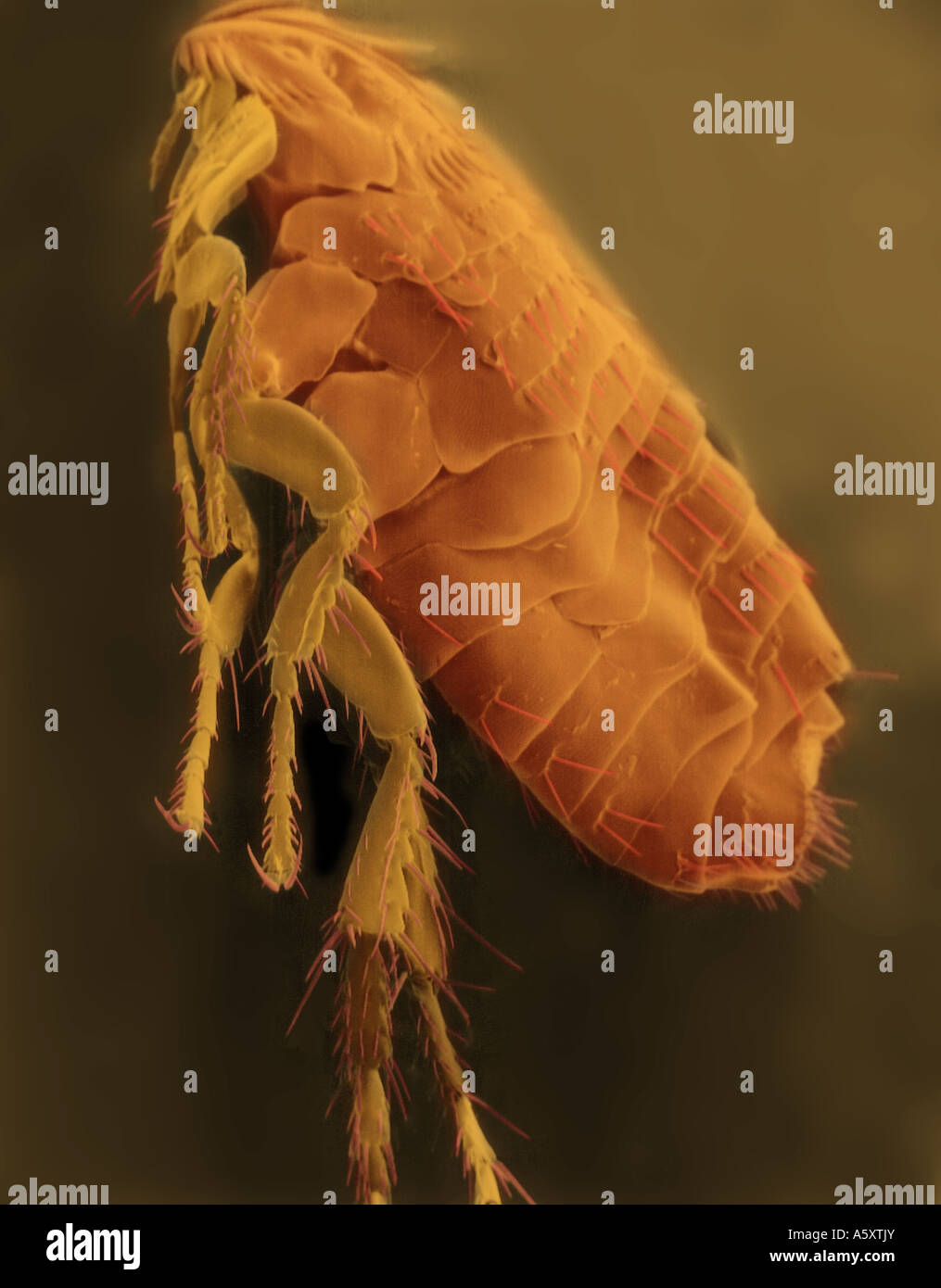 Scanning Electron Micrograph of a Flea Stock Photo - Alamy