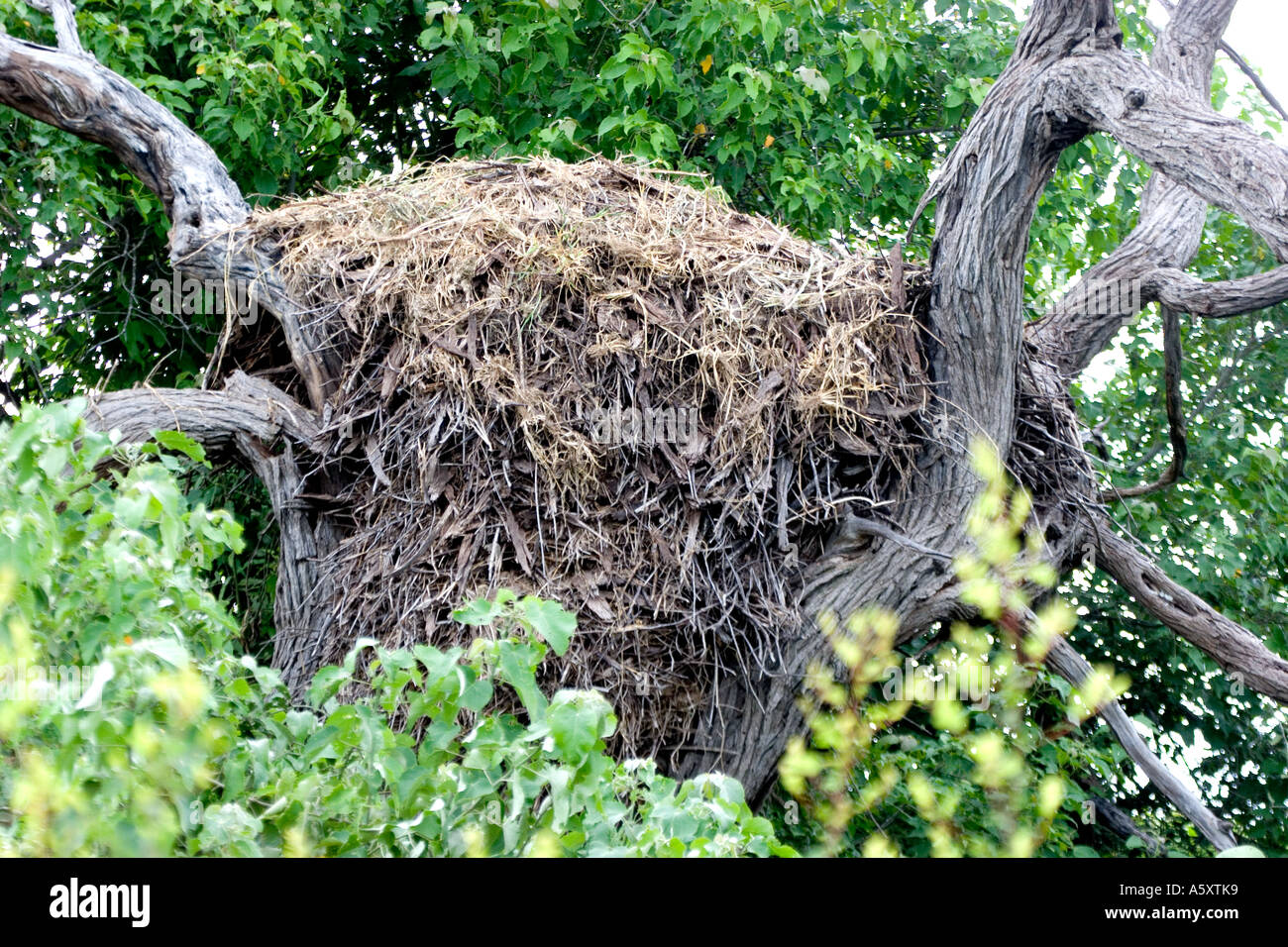 Hamerkop nest hi-res stock photography and images - Alamy