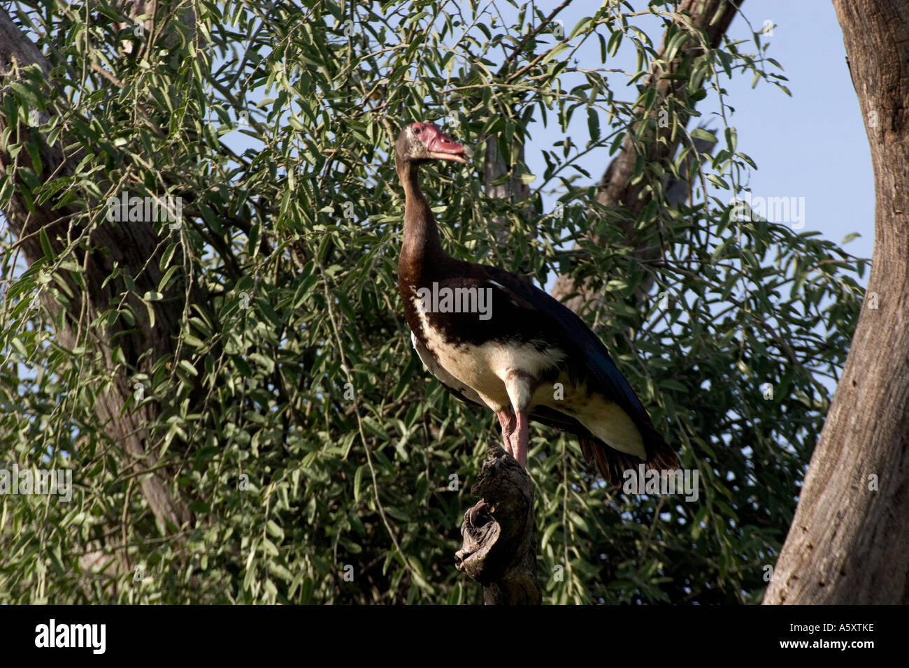 Spurwing hi-res stock photography and images - Alamy