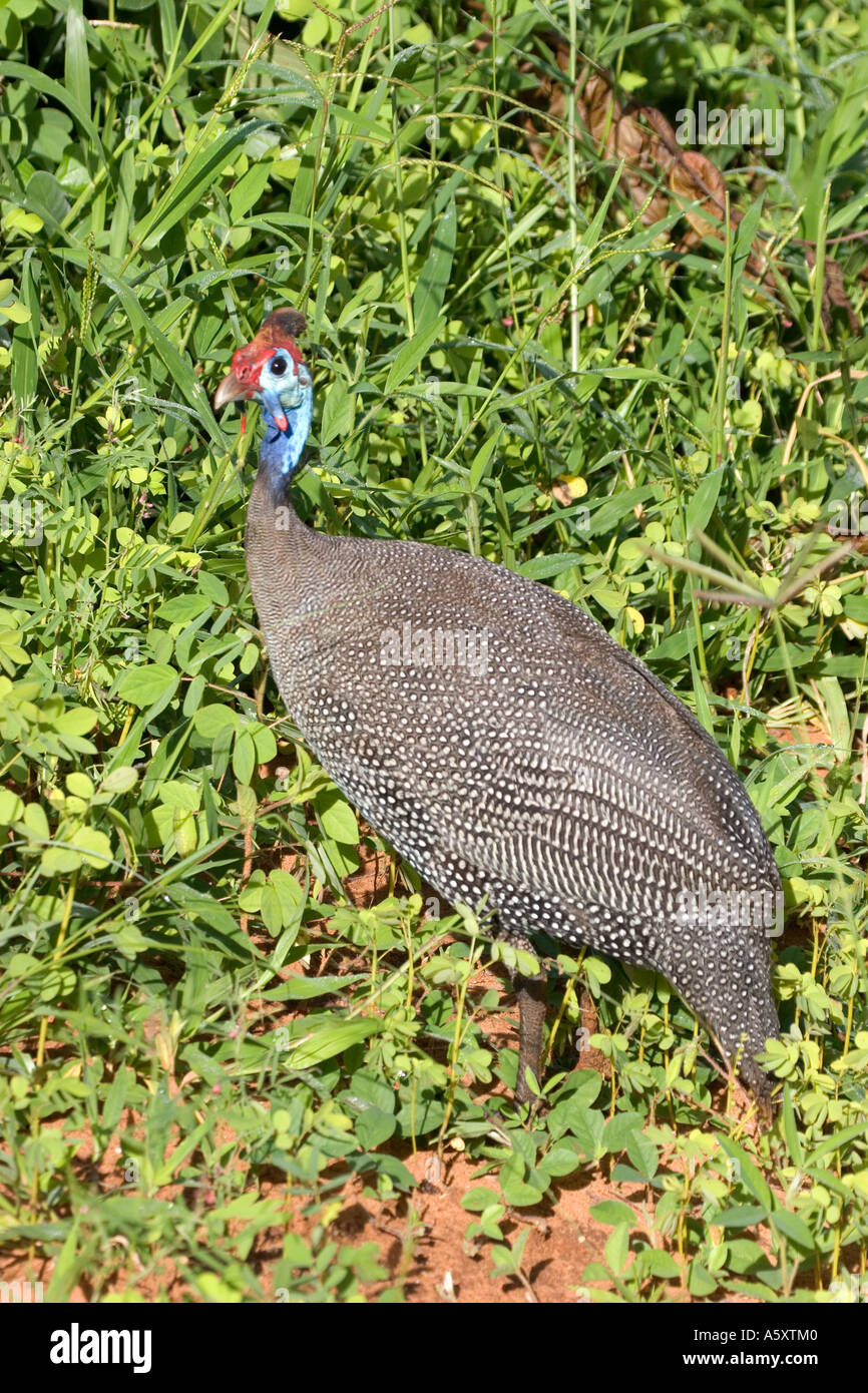 Crested guinea fowl hi-res stock photography and images - Alamy