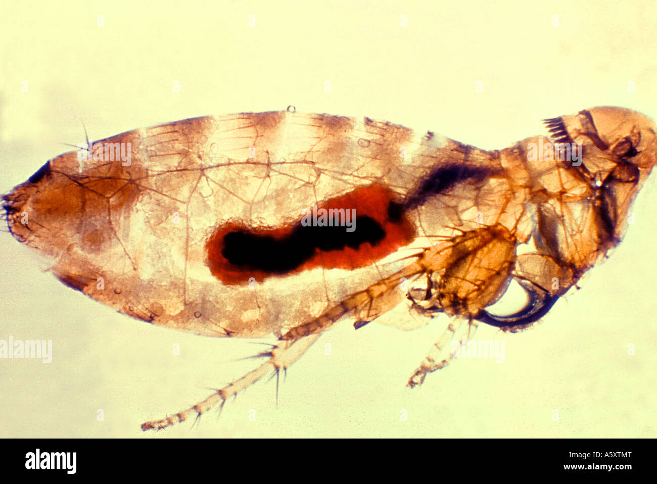 Yersinia pestis flea hi-res stock photography and images - Alamy