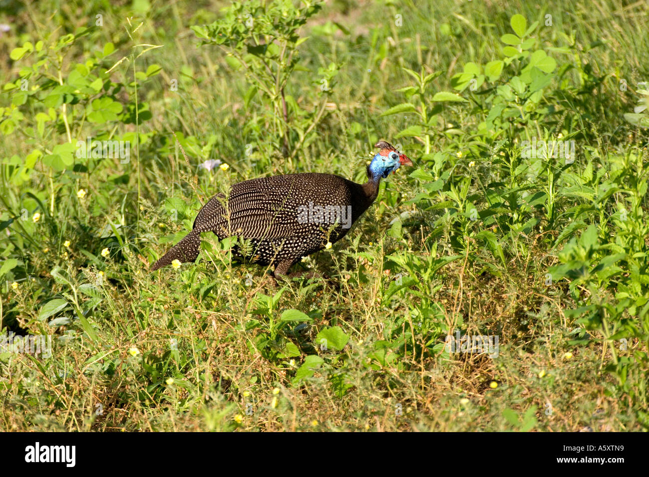 Crested guinea fowl hi-res stock photography and images - Alamy