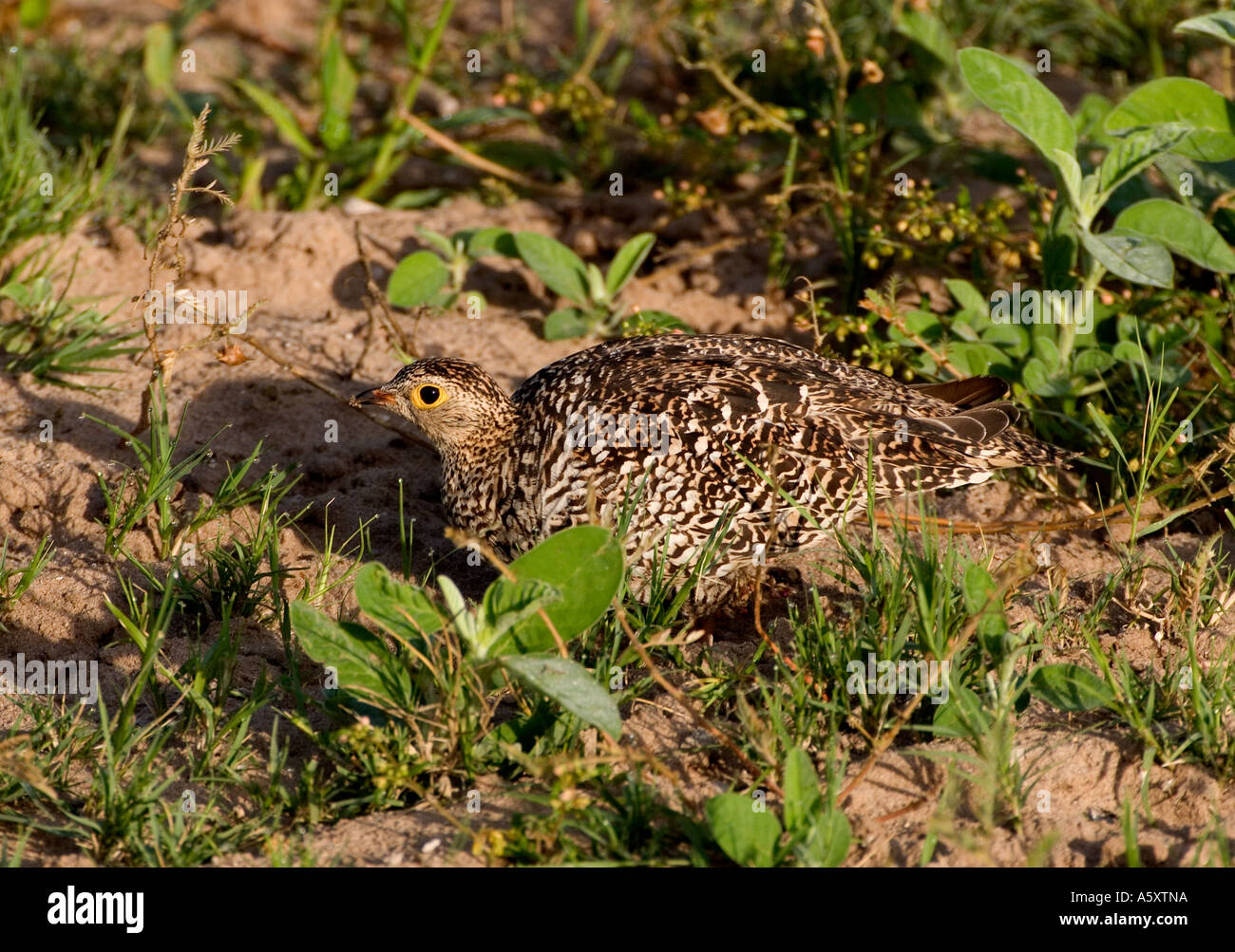 BA-148D DOUBLE-BANDED SANDGROUSE Stock Photo - Alamy