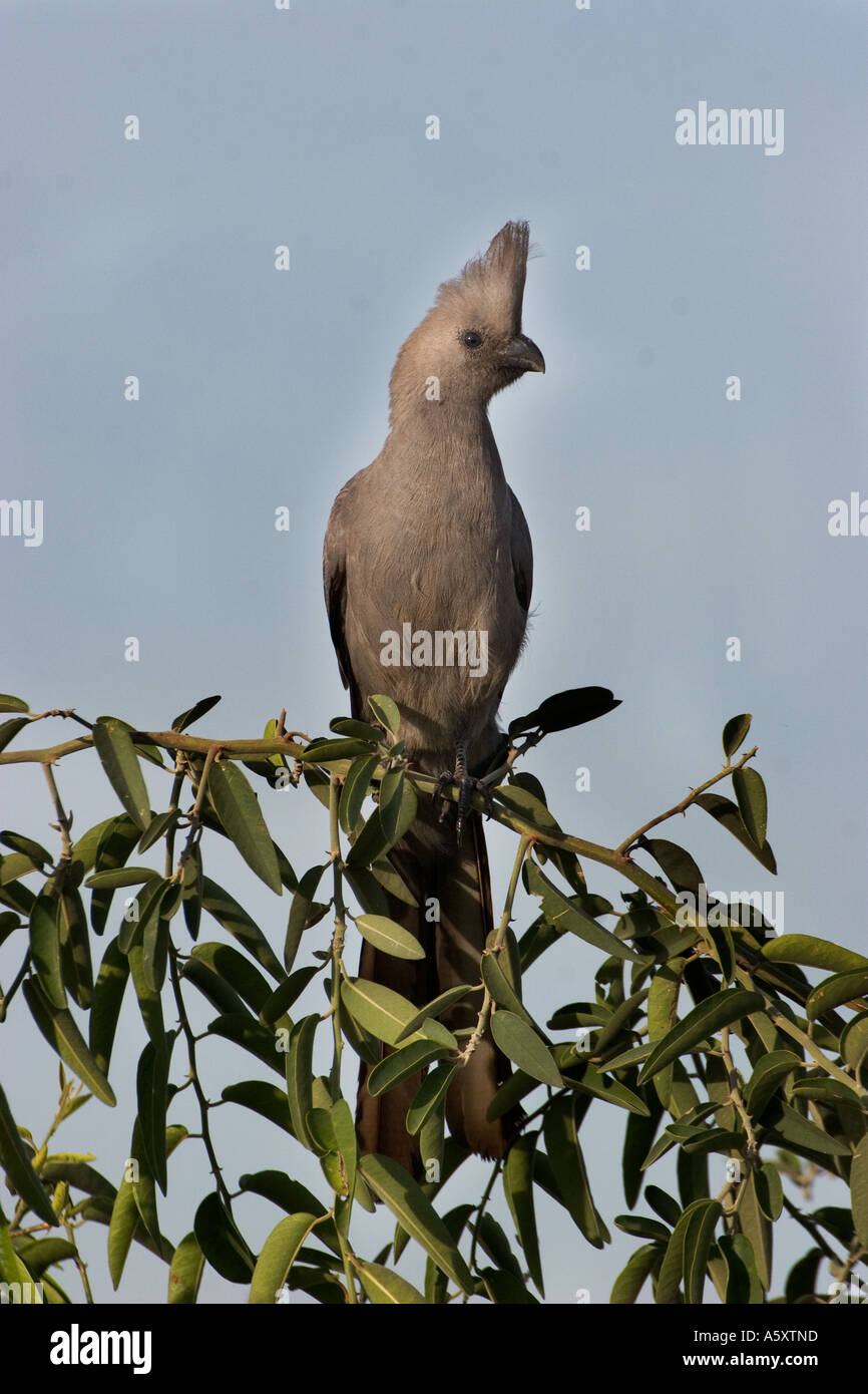 Ba bird hi-res stock photography and images - Alamy