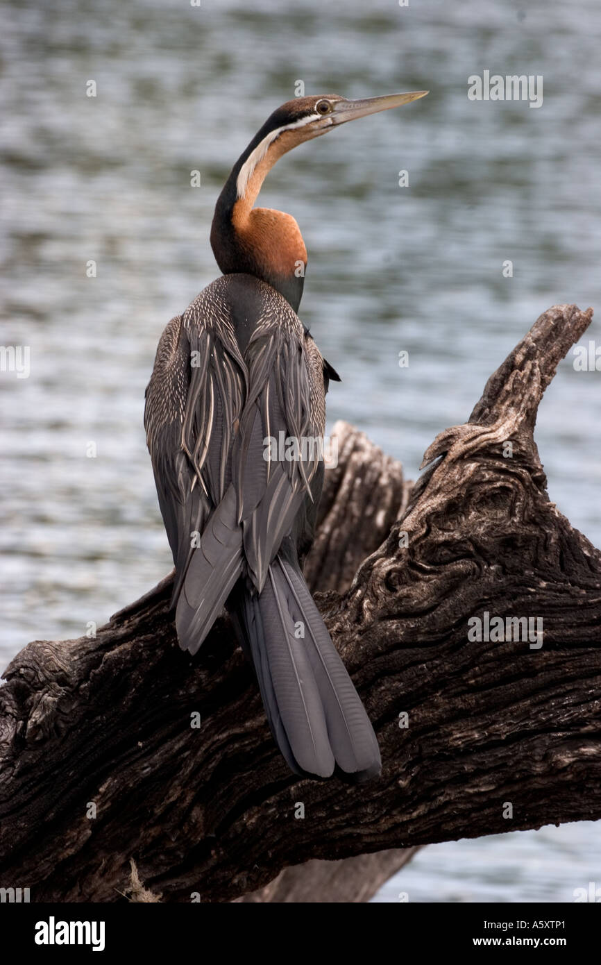 BA-153D MALE AFRICAN DARTER ON LOG Stock Photo - Alamy