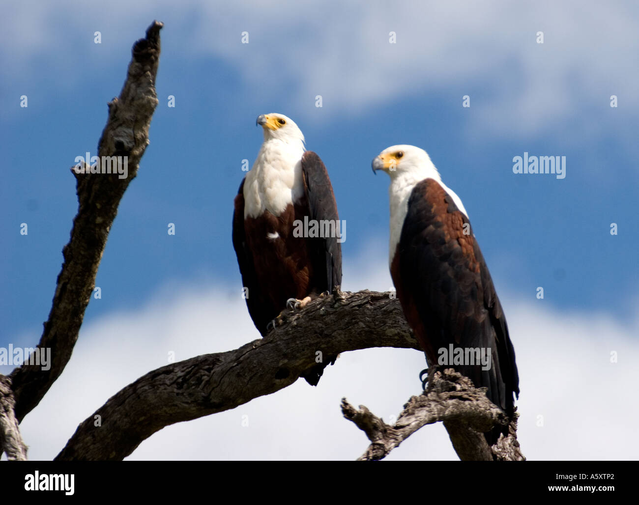 Fish eaglw hi-res stock photography and images - Alamy