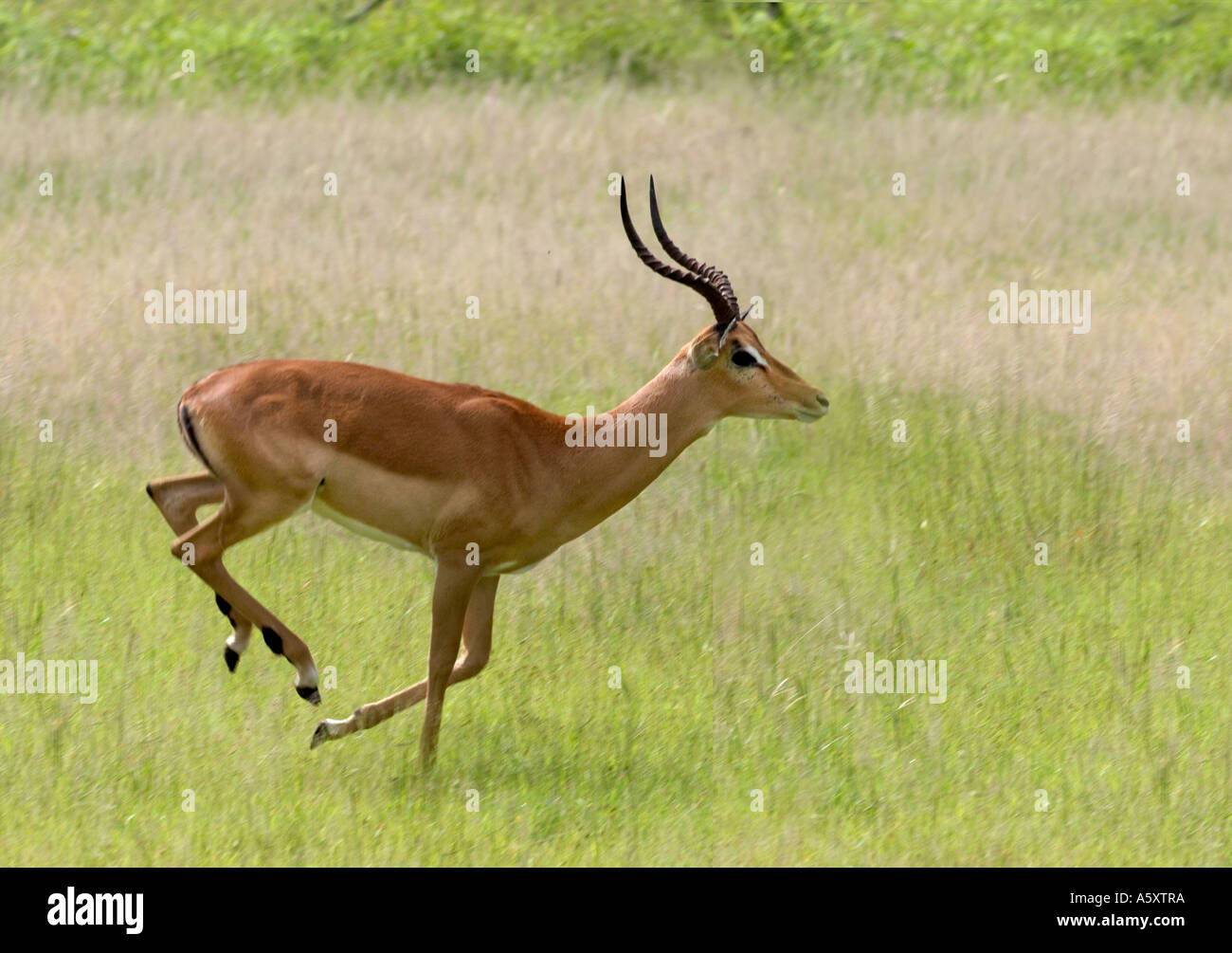 Running impala hi-res stock photography and images - Alamy
