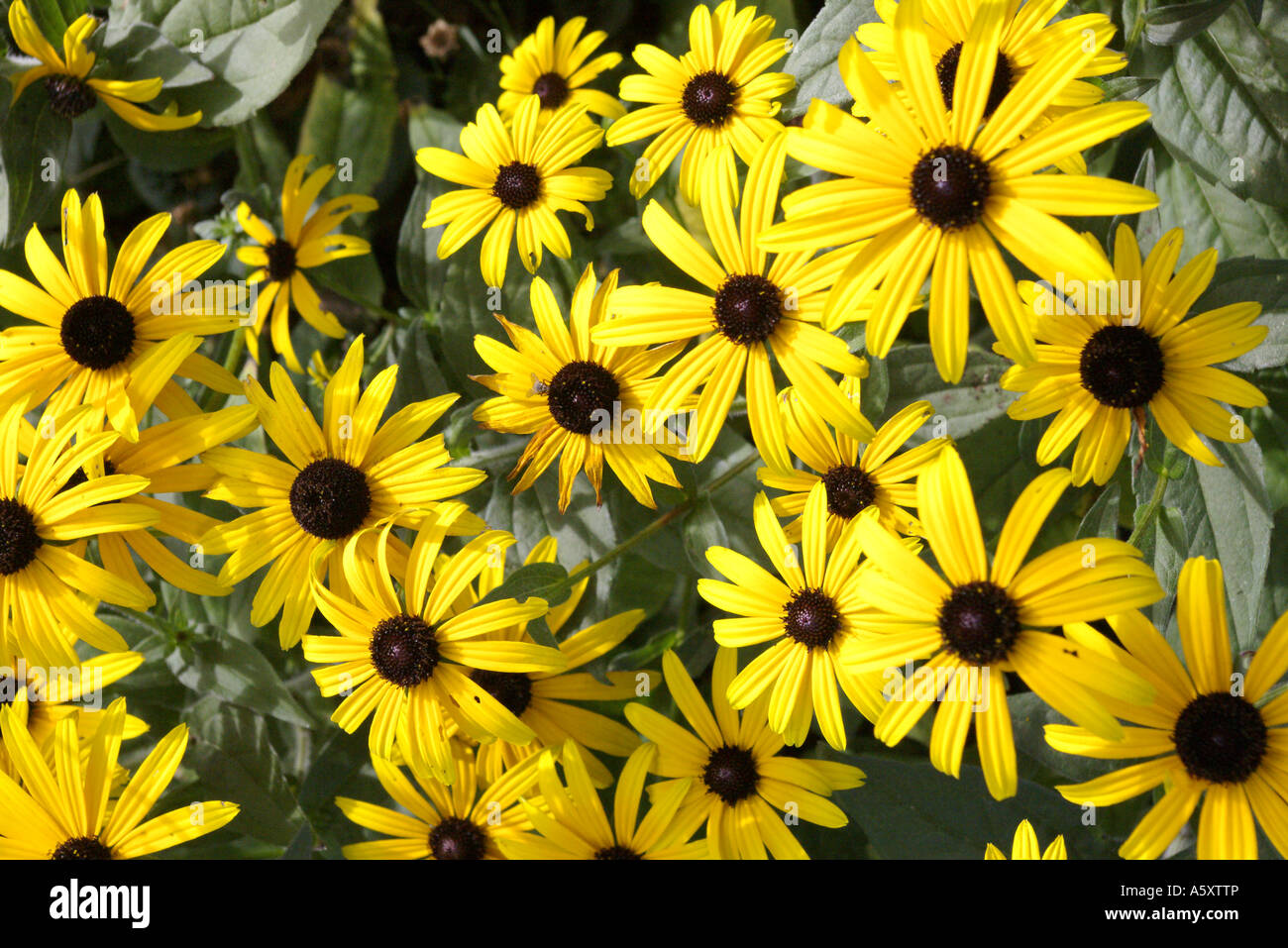 Black eyed susan flowers bunch plant summer bright atmosphere hi-res ...