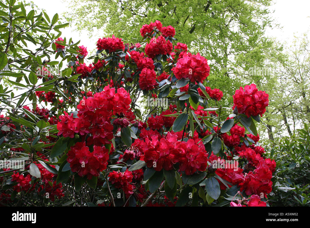 Rhododendron ponticum invasive hi-res stock photography and images - Alamy
