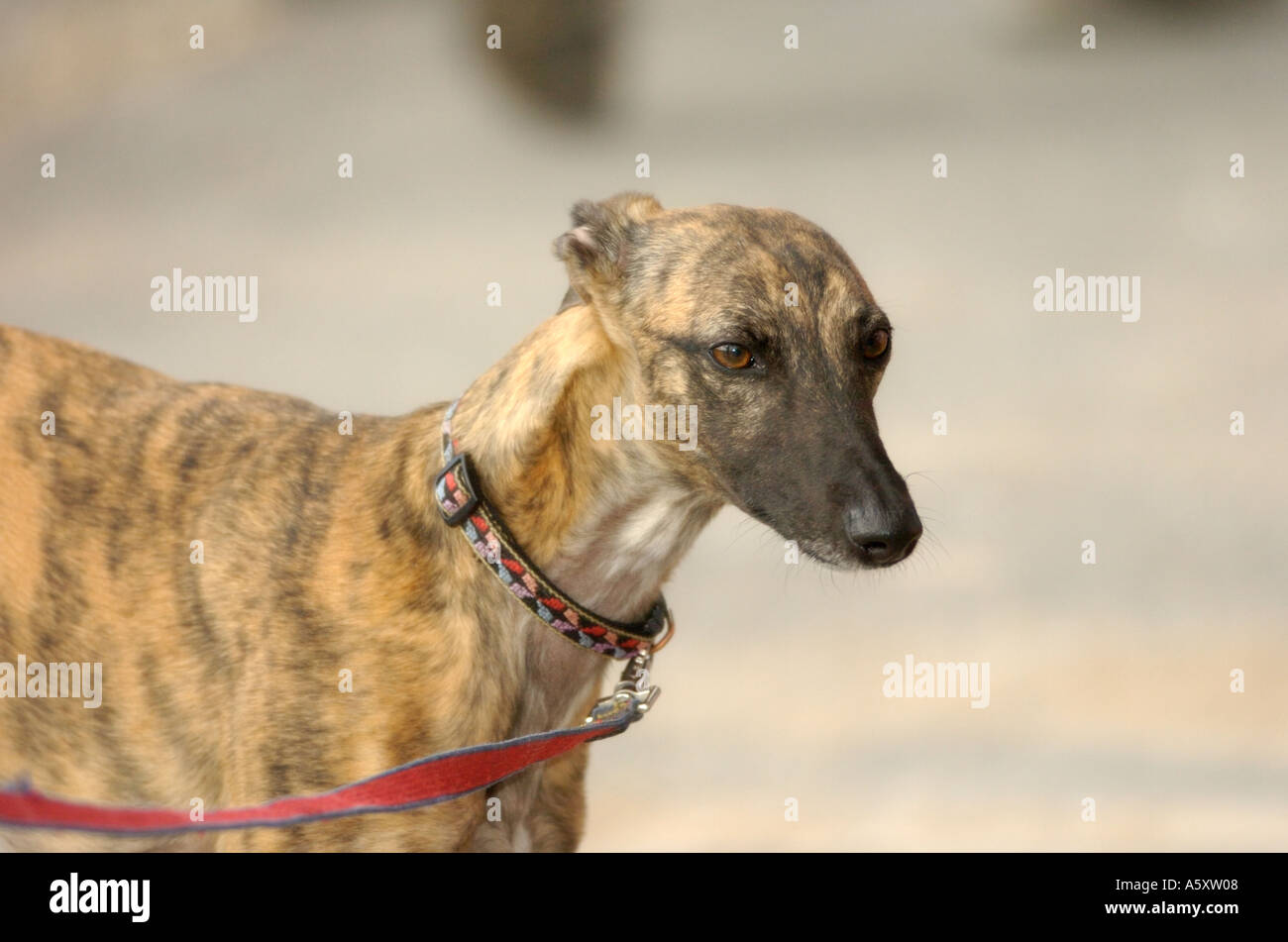 Whippet Dog Standing Outside in Sun on Spring day Stock Photo - Alamy