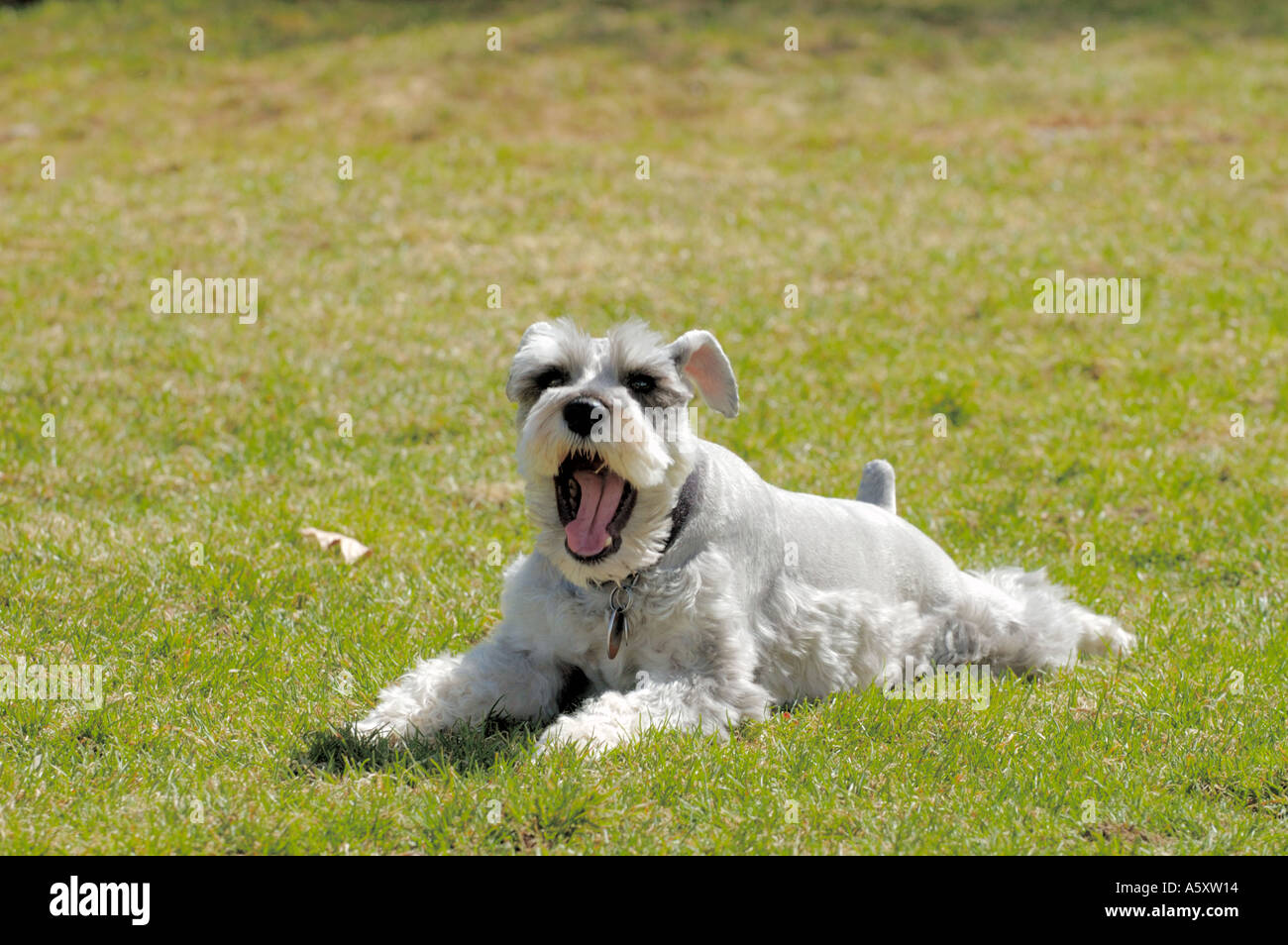 Miniature Schnauzer Dog Laying Outside in Sun yawning on Spring day ...