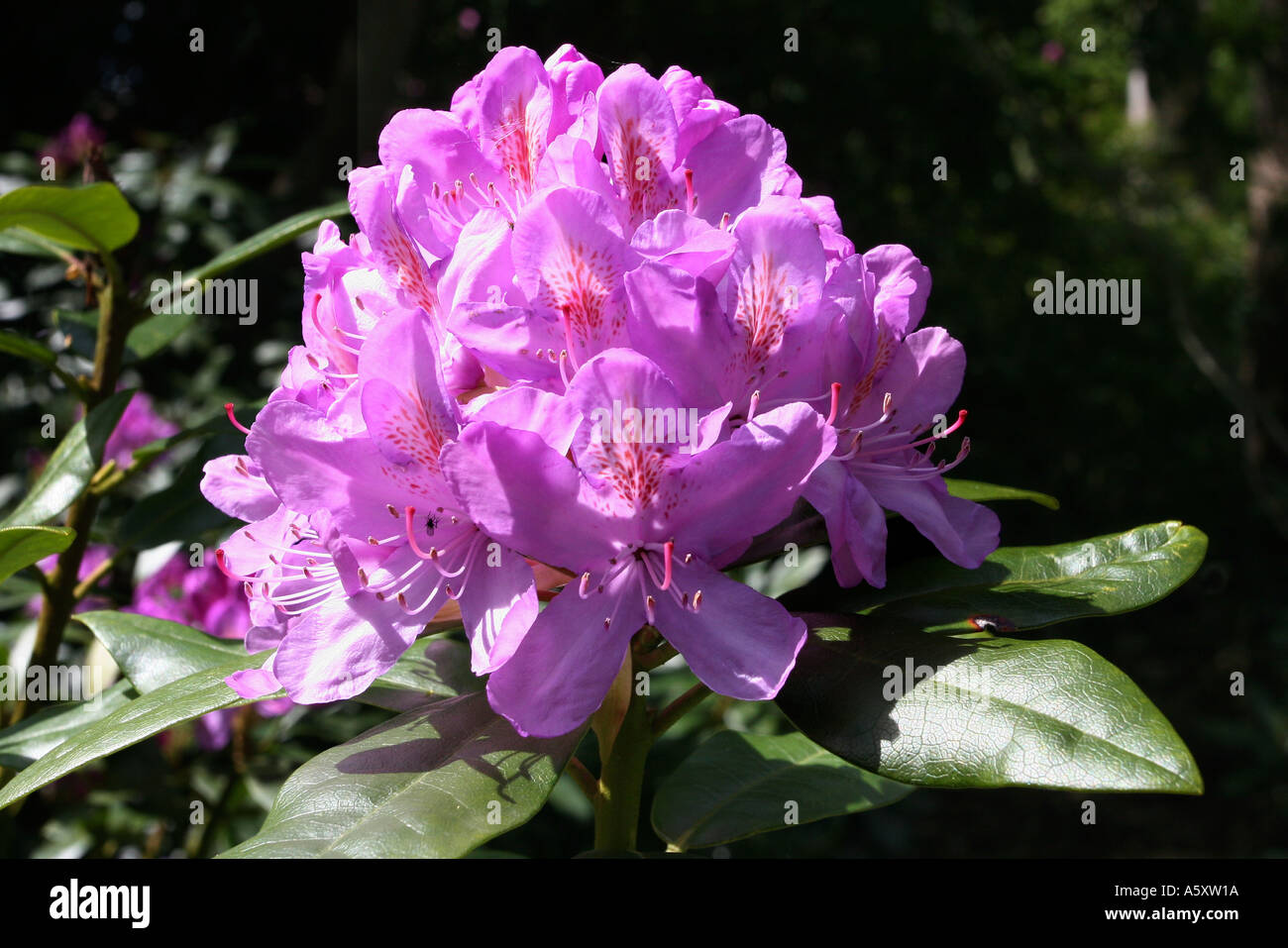 Rhododendron ponticum invasive hi-res stock photography and images - Alamy