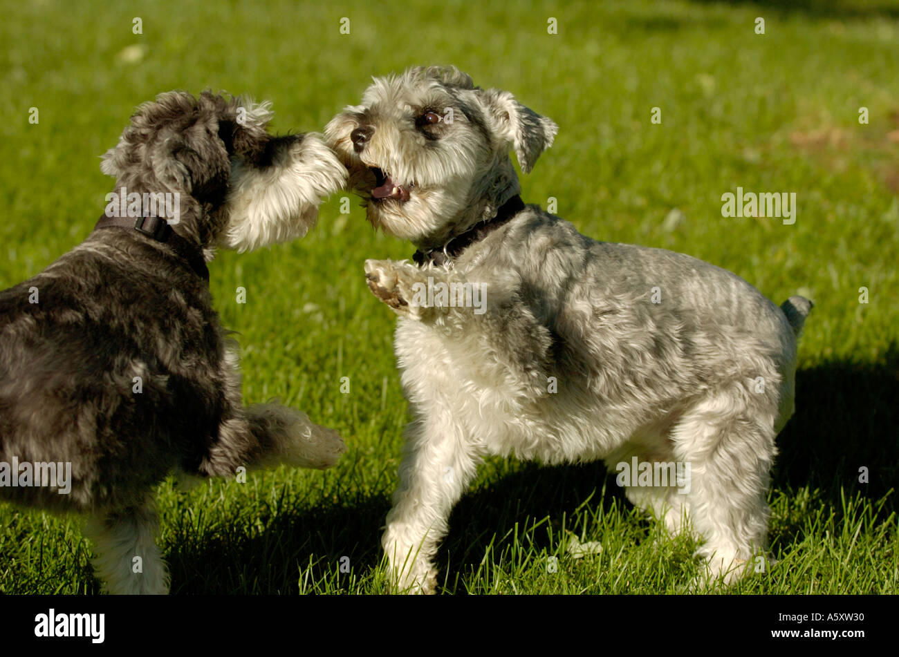 Miniature Schnauzer Dogs Wrestling Outside in Sun on Spring day Stock ...