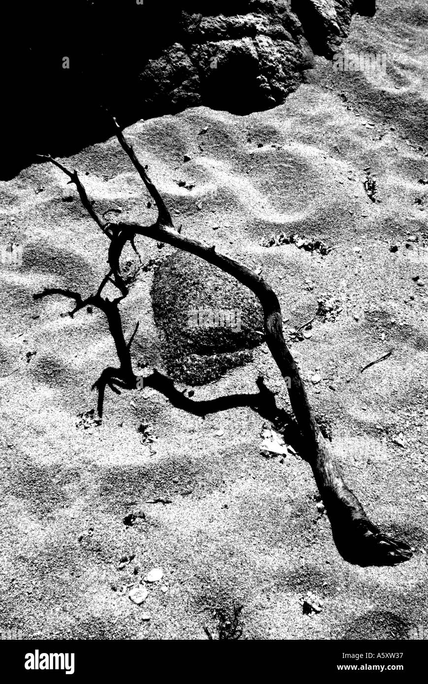 Broken branch hi-res stock photography and images - Alamy