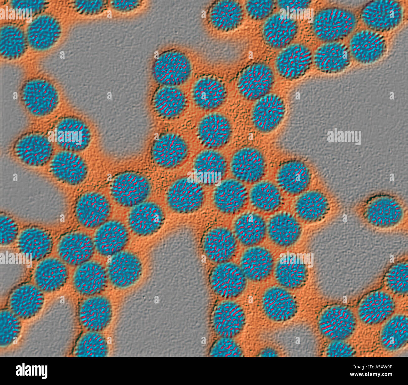 Transmission electron micrograph of rotavirus Stock Photo - Alamy
