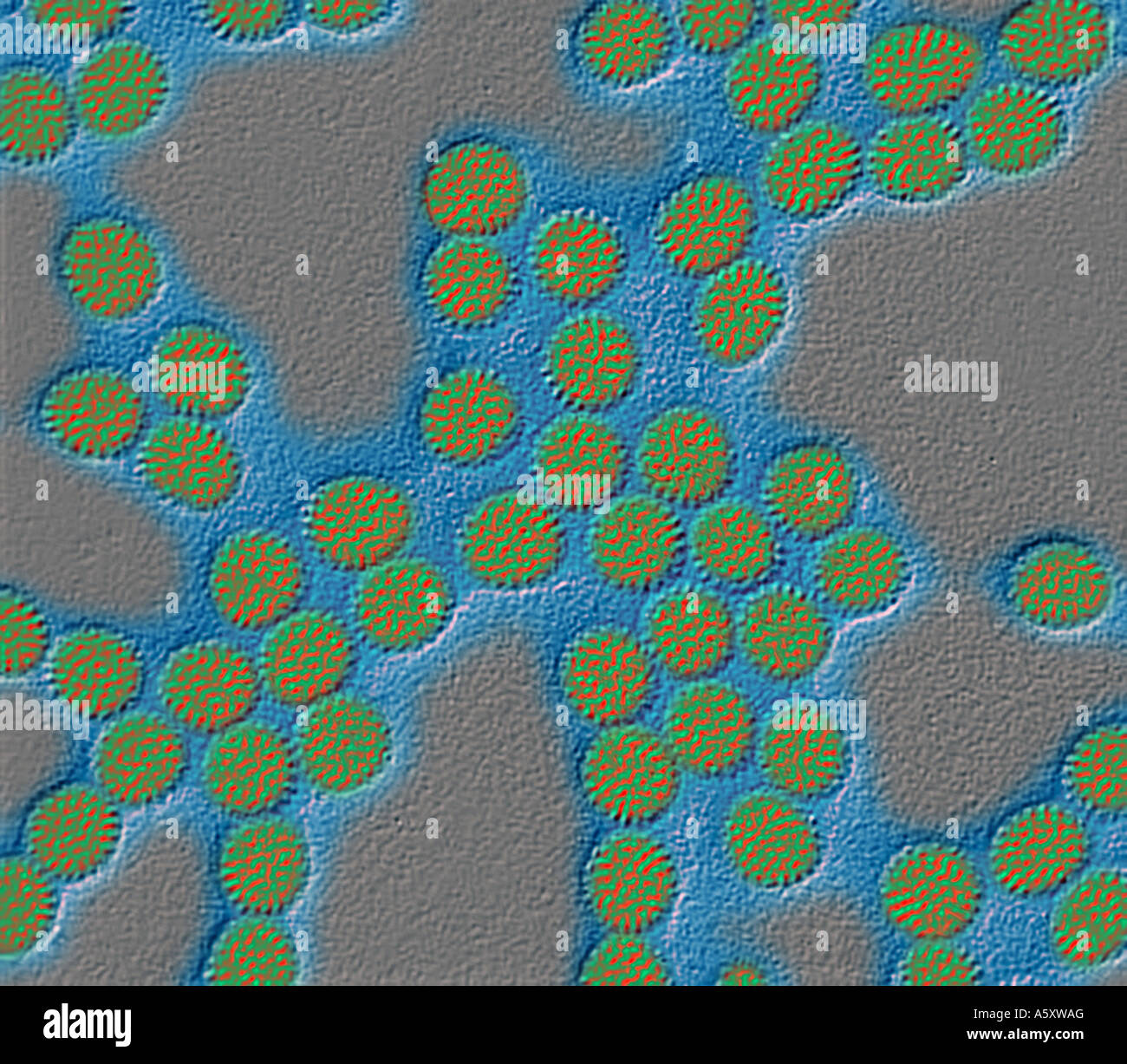 Transmission electron micrograph of rotavirus Stock Photo - Alamy