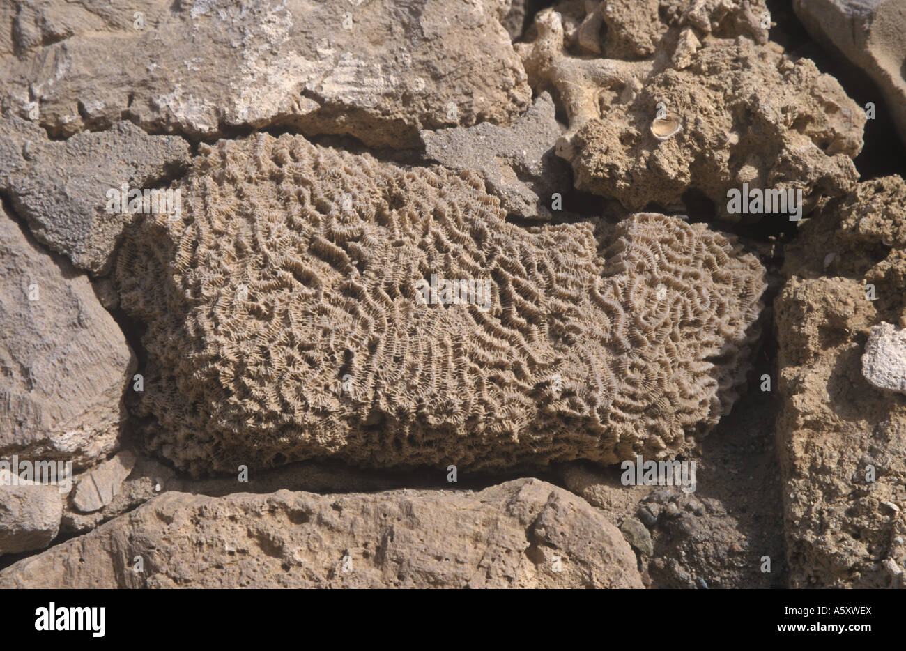 Suakin or Sawakin, is a port in north-eastern Sudan, on the west coast ...